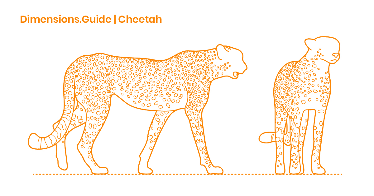 Cheetah (Acinonyx jubatus) Dimensions & Drawings | Dimensions.com