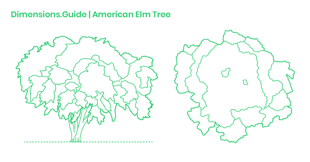 American Elm Tree Dimensions & Drawings | Dimensions.com