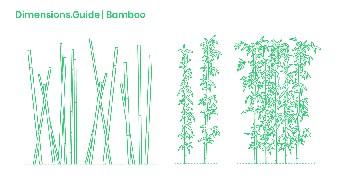 Bamboo Dimensions & Drawings | Dimensions.com