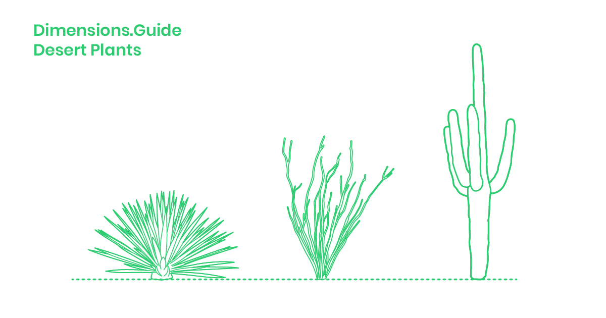 Desert Plants Dimensions & Drawings | Dimensions.com