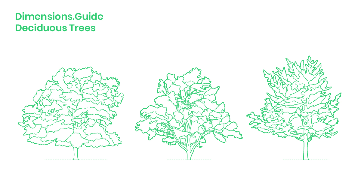 Dimensions Of A Tree In Plan Floor Plan Tree Photos, Images & Pictures