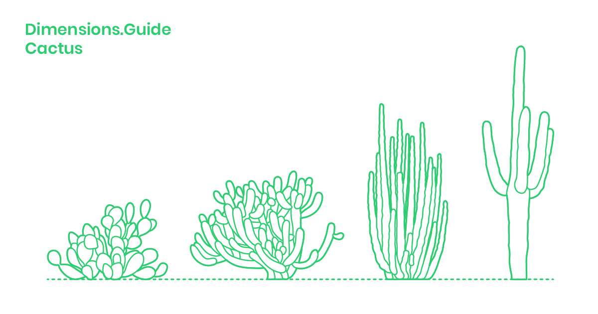 Cacti Dimensions & Drawings | Dimensions.com