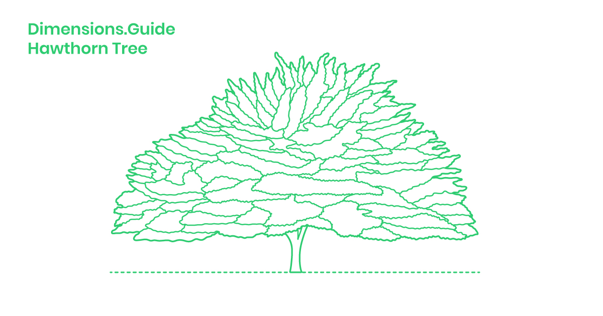 Hawthorn Tree Dimensions & Drawings | Dimensions.com