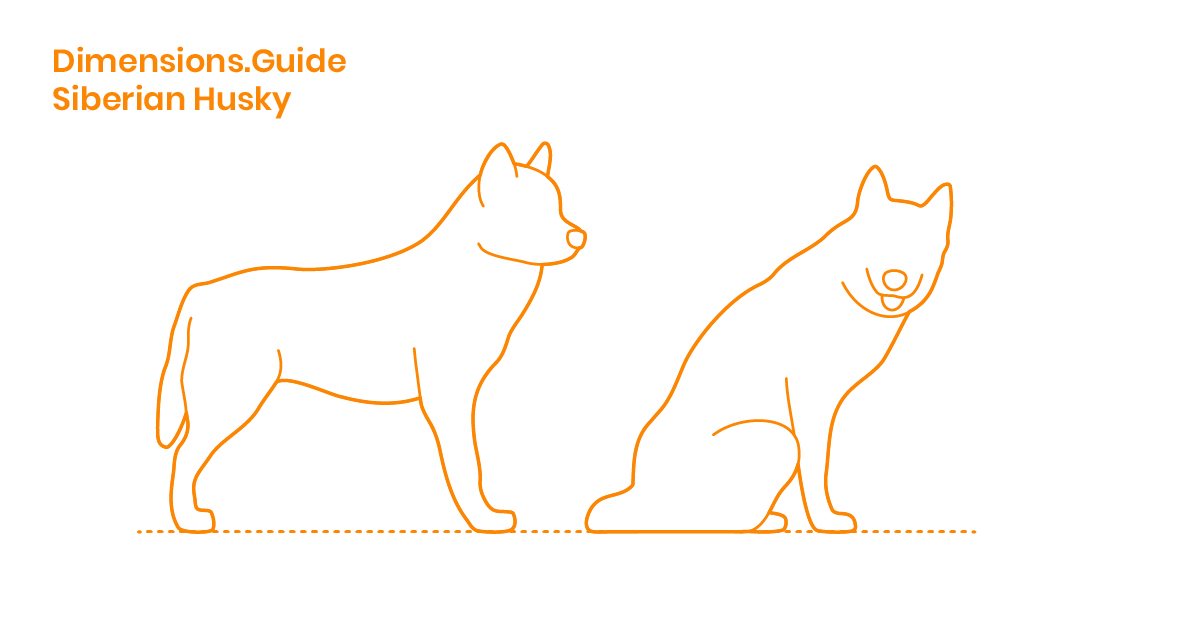 Siberian Husky Puppy Weight Chart Siberian Husky Growth & Weight Chart