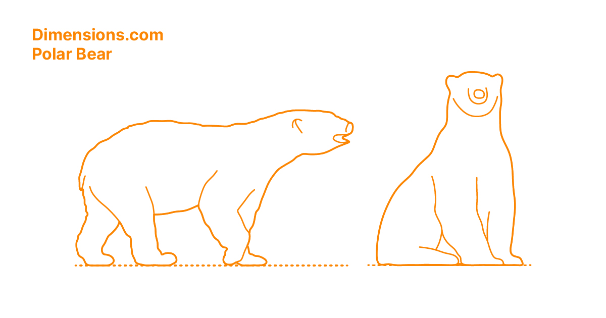 Polar Bear (Ursus maritimus) Dimensions & Drawings | Dimensions.com