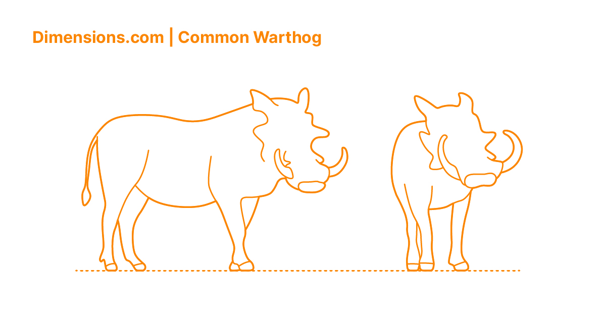 Common Warthog (Phacochoerus africanus) Dimensions & Drawings ...