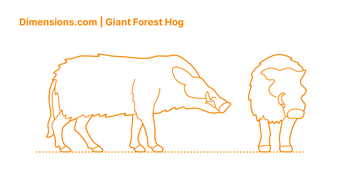 Giant Forest Hog (Hylochoerus meinertzhageni) Dimensions & Drawings ...