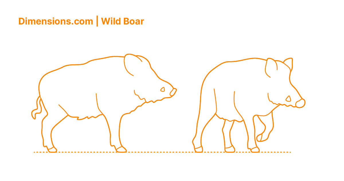 Wild Boar (Sus scrofa) Dimensions & Drawings | Dimensions.com