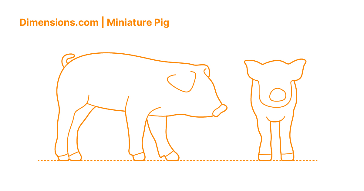 Miniature Pig Dimensions & Drawings | Dimensions.com