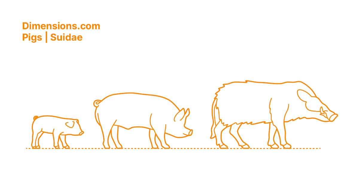 Pigs | Suidae Dimensions & Drawings | Dimensions.com