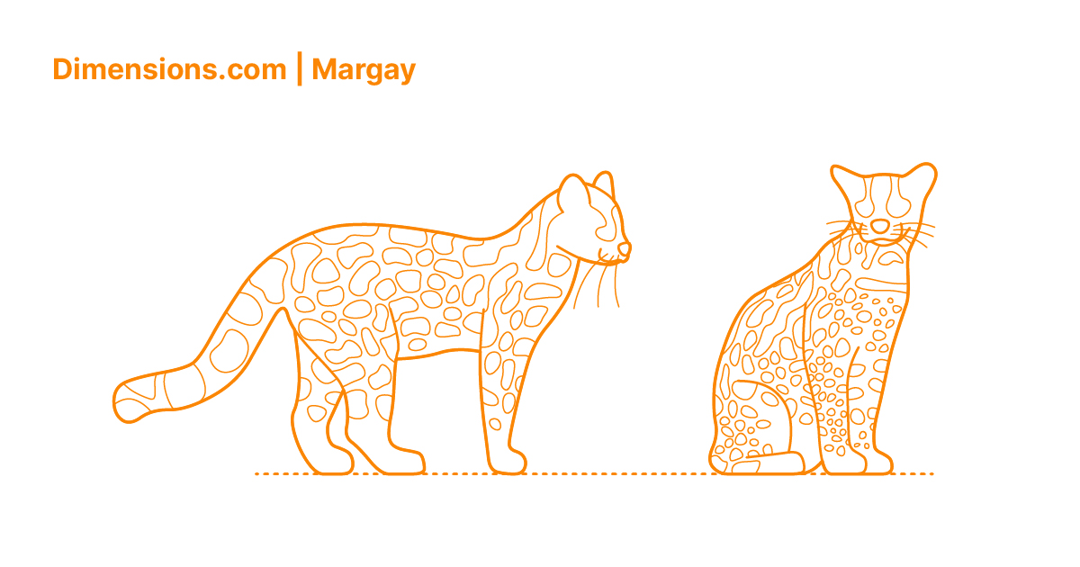 Margay (Leopardus wiedii) Dimensions & Drawings | Dimensions.com