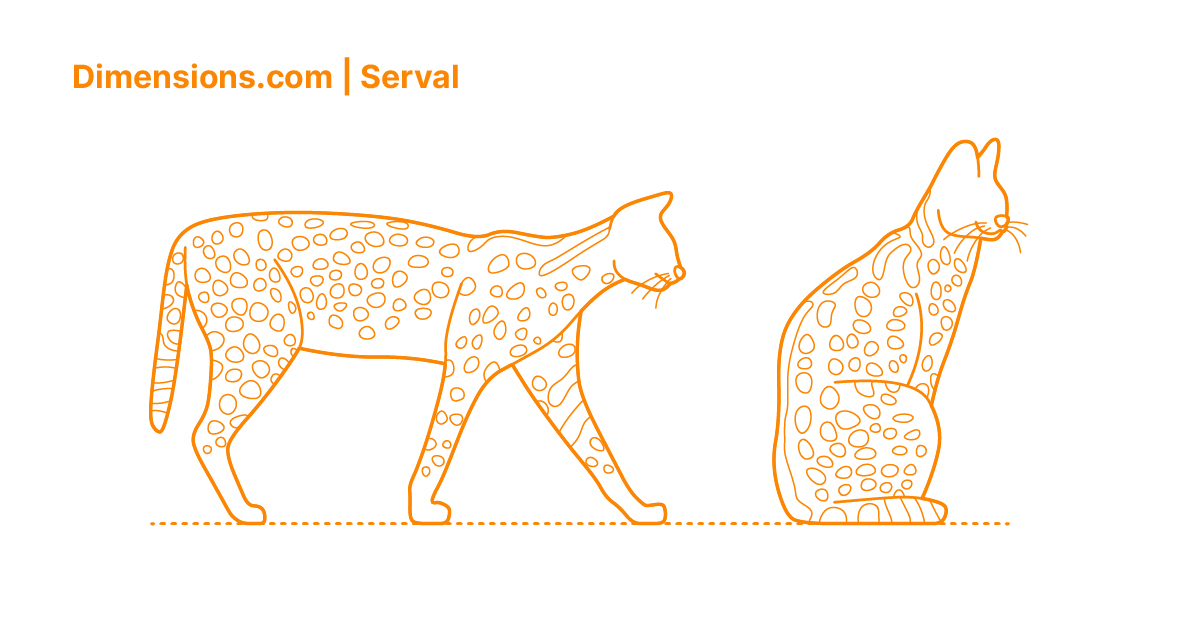 Serval (Leptailurus serval) Dimensions & Drawings | Dimensions.com