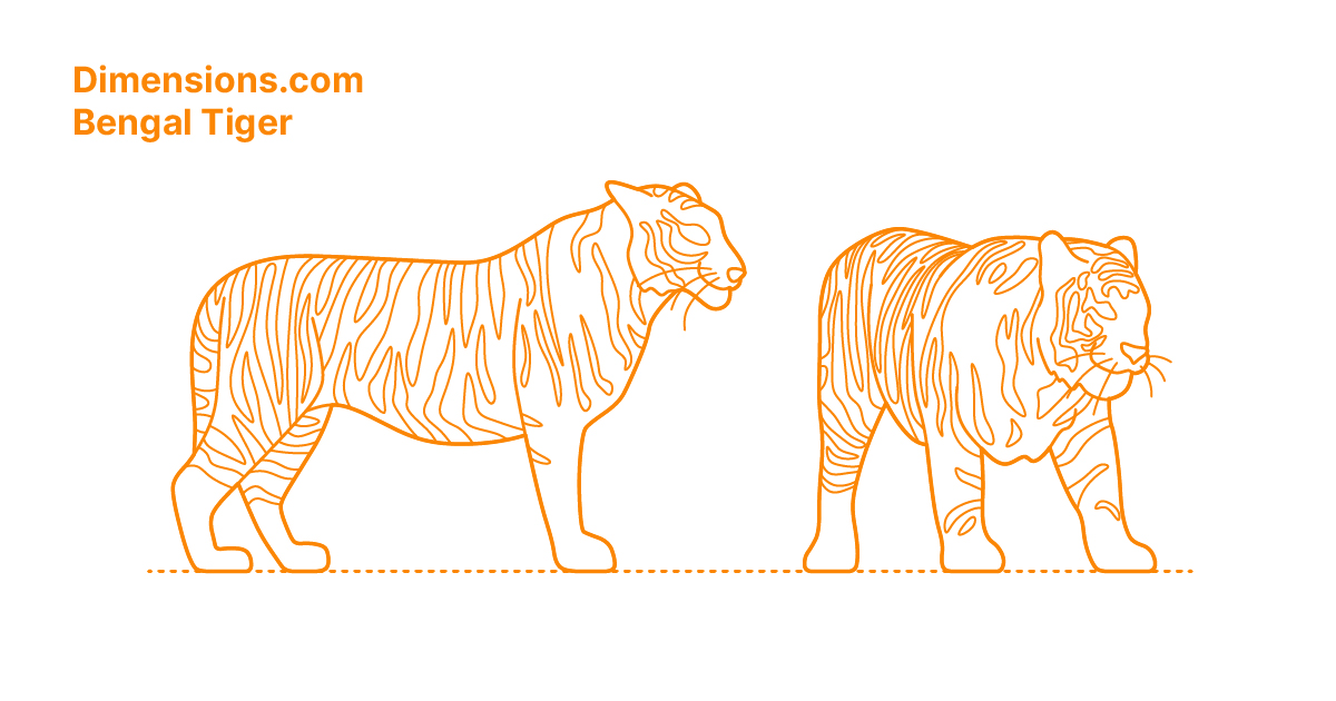 Bengal Tiger (Panthera tigris tigris) Dimensions & Drawings ...