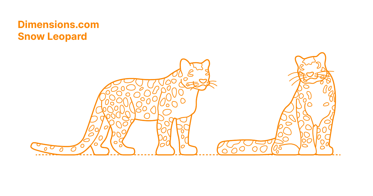 Snow Leopard Length Snow Leopard Guide: Habitat, Diet And Conservation