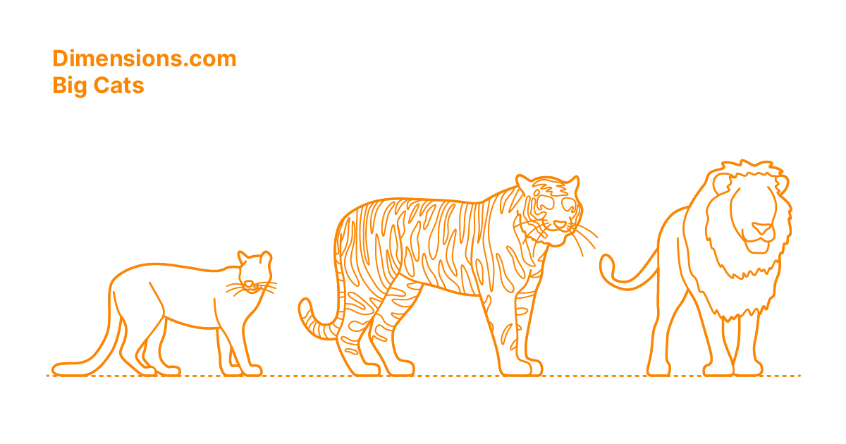Big Cats Dimensions & Drawings | Dimensions.com