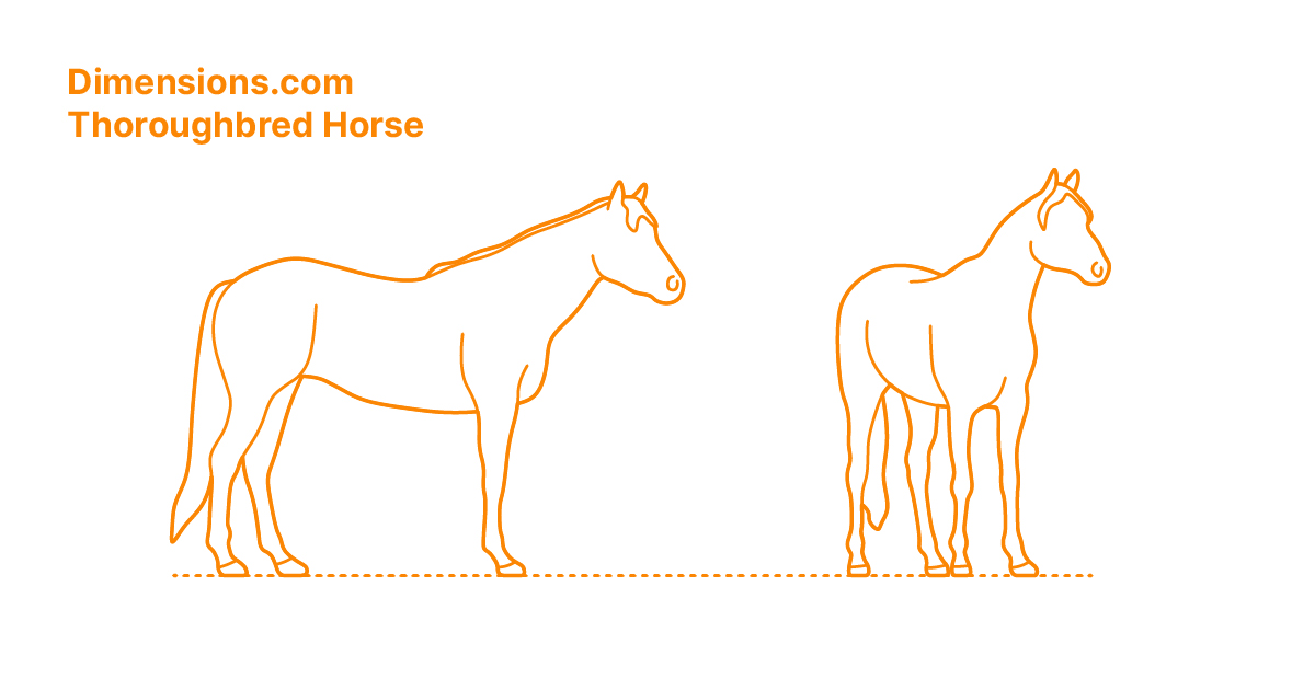 Thoroughbred Horse Dimensions & Drawings | Dimensions.com