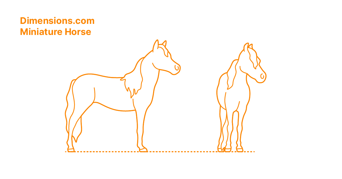 Miniature Horse Dimensions & Drawings | Dimensions.com