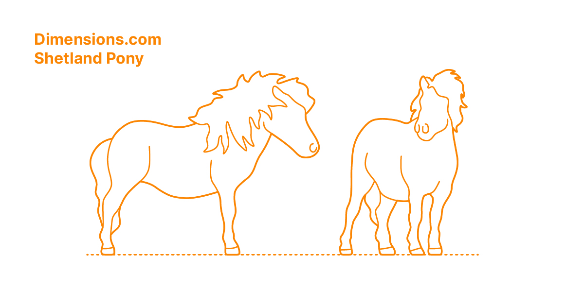 Shetland Pony Dimensions & Drawings | Dimensions.com