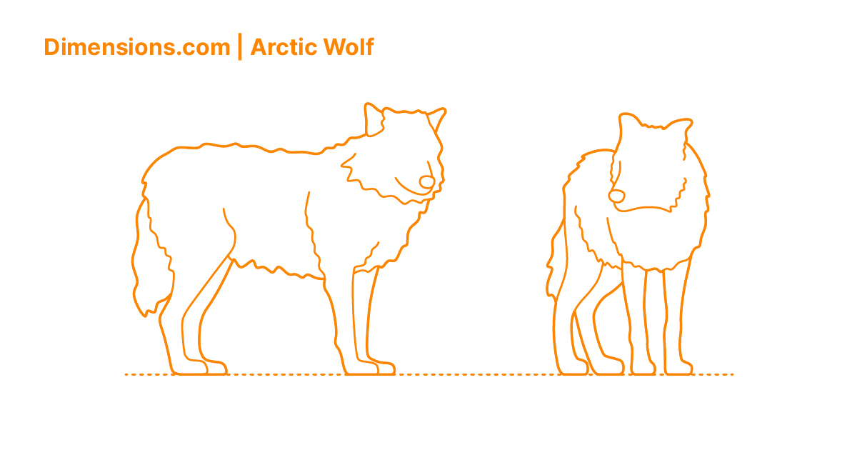 Arctic Wolf (Canis lupus arctos) Dimensions & Drawings | Dimensions.com
