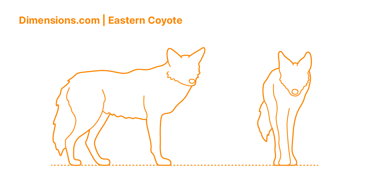 Eastern Coyote (C. latrans × C. lupus × C. lycaon) Dimensions ...