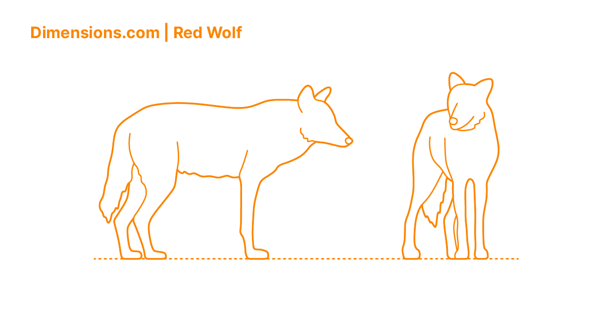 Red Wolf (Canis rufus) Dimensions & Drawings | Dimensions.com