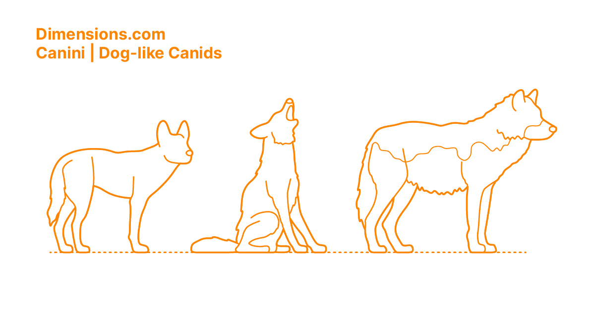 True Dogs | Canini Dimensions & Drawings | Dimensions.com
