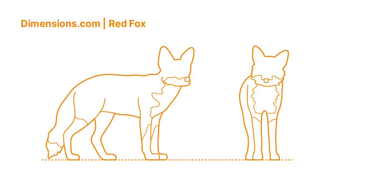 Red Fox (Vulpes vulpes) Dimensions & Drawings | Dimensions.com