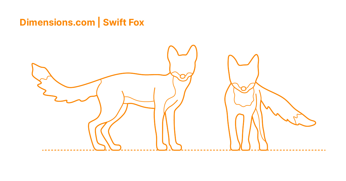 Swift Fox (Vulpes velox) Dimensions & Drawings | Dimensions.com