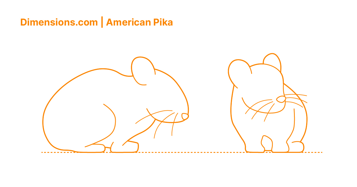 American Pika Dimensions & Drawings | Dimensions.com