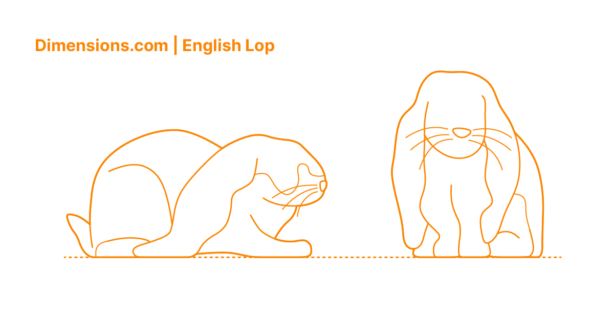 English Lop Dimensions & Drawings | Dimensions.com