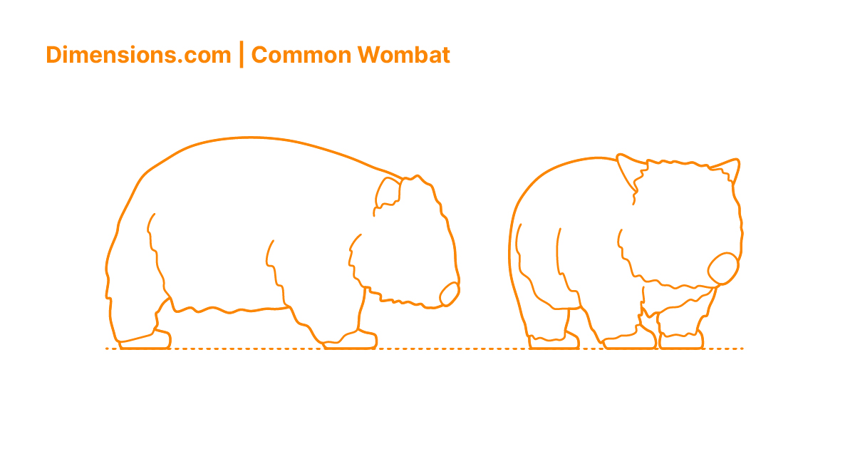 Common Wombat (Vombatus ursinus) Dimensions & Drawings | Dimensions.com