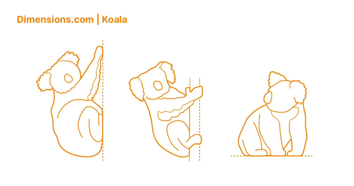 Koala (Phascolarctos cinereus) Dimensions & Drawings | Dimensions.com