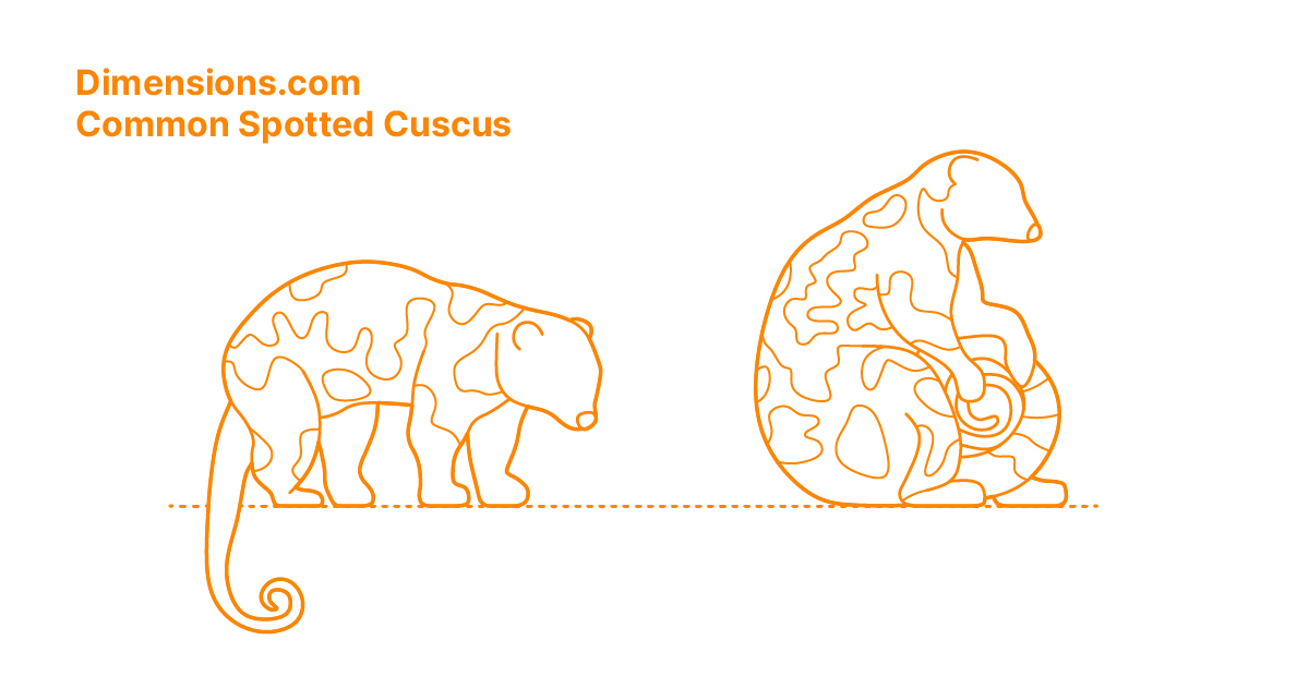 Common Spotted Cuscus (Spilocuscus maculatus) Dimensions & Drawings ...