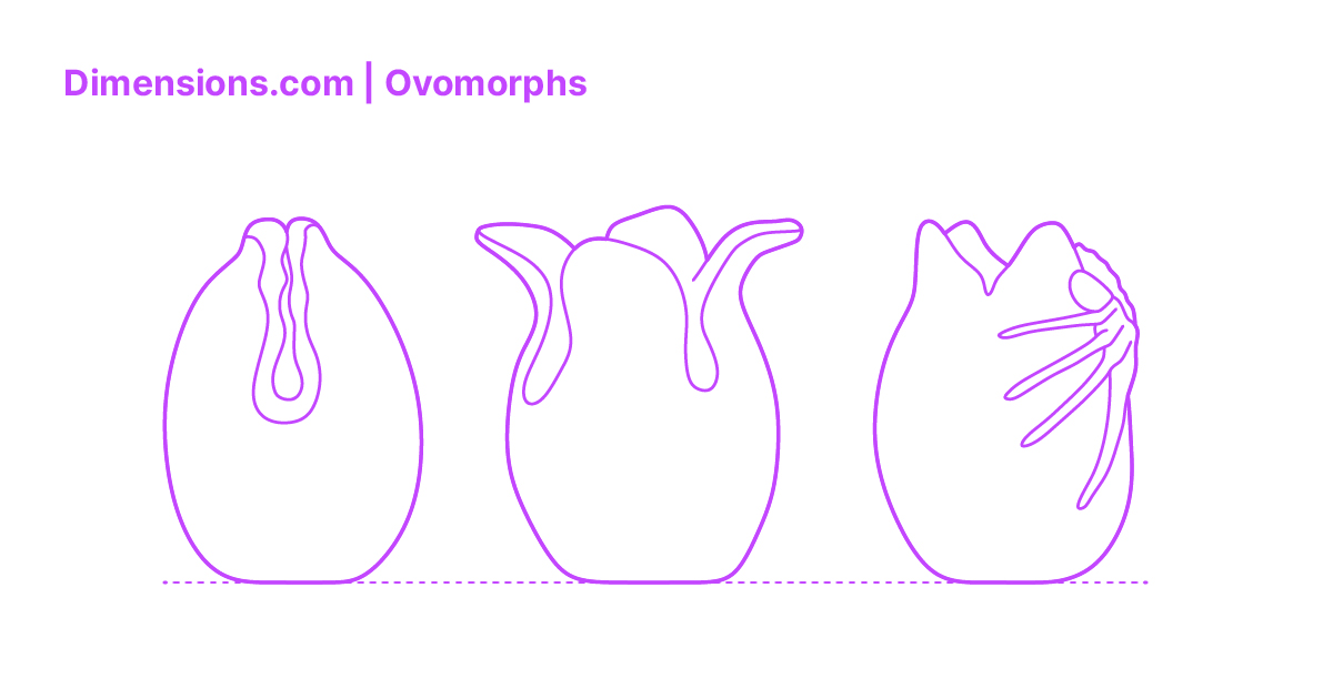 Ovomorphs Dimensions & Drawings | Dimensions.com