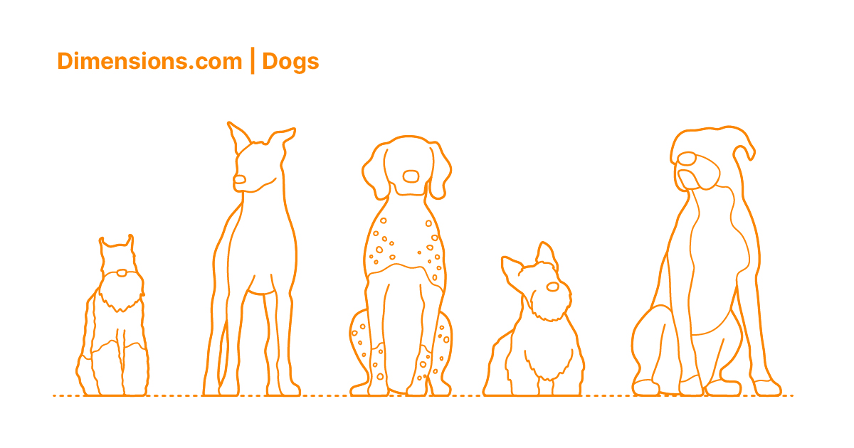 Domestic Dogs | Dog Breeds Dimensions & Drawings | Dimensions.com