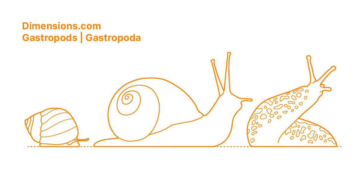 Gastropods | Gastropoda Dimensions & Drawings | Dimensions.com