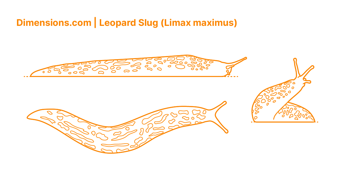 Leopard Slug (Limax maximus) Dimensions & Drawings | Dimensions.com