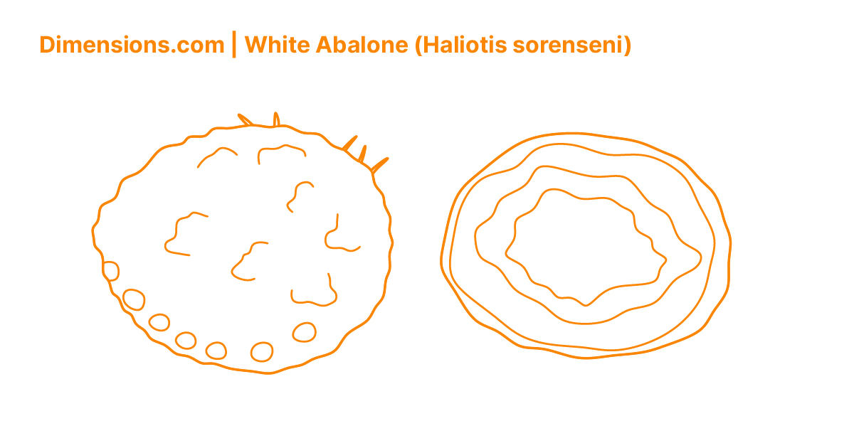White Abalone (Haliotis sorenseni) Dimensions & Drawings | Dimensions.com