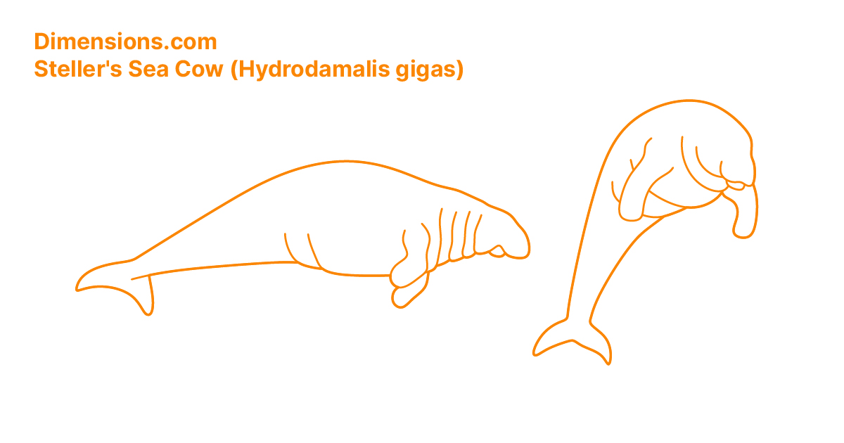 Steller's Sea Cow (Hydrodamalis gigas) Dimensions & Drawings ...