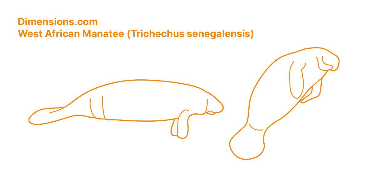 West African Manatee West African Manatee