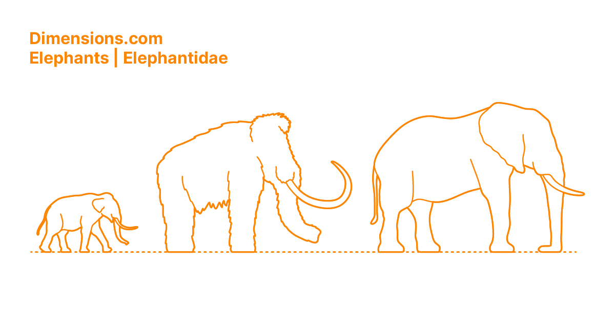 Elephants | Elephantidae Dimensions & Drawings | Dimensions.com
