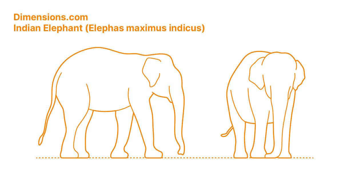 Indian Elephant (Elephas maximus indicus) Dimensions & Drawings ...