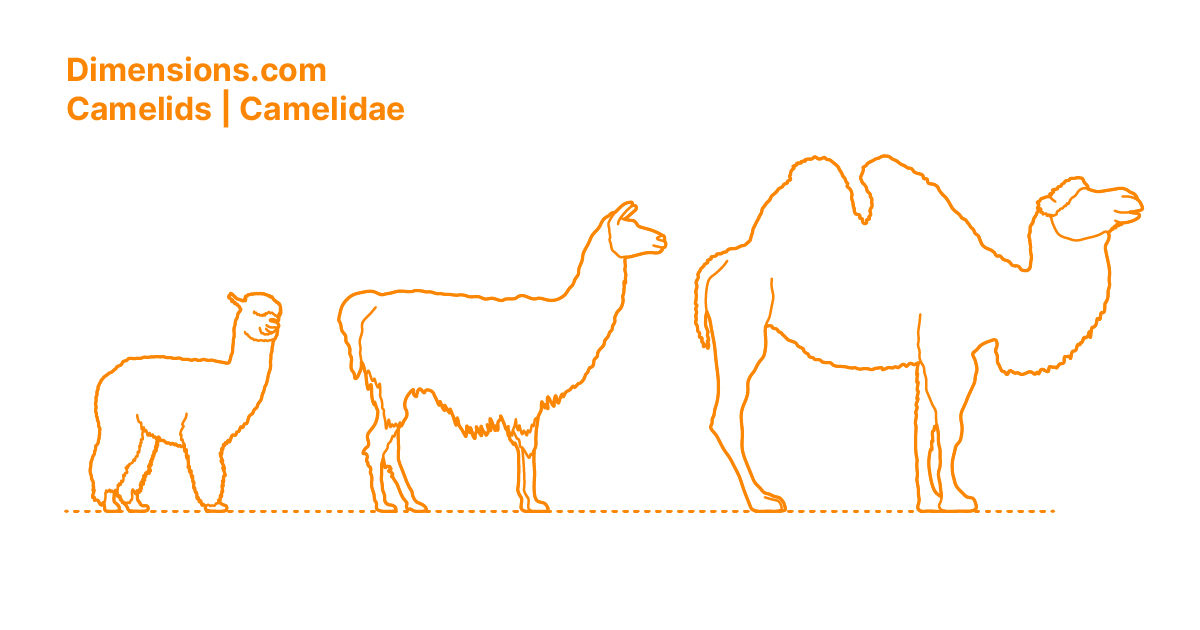 Camelids | Camelidae Dimensions & Drawings | Dimensions.com