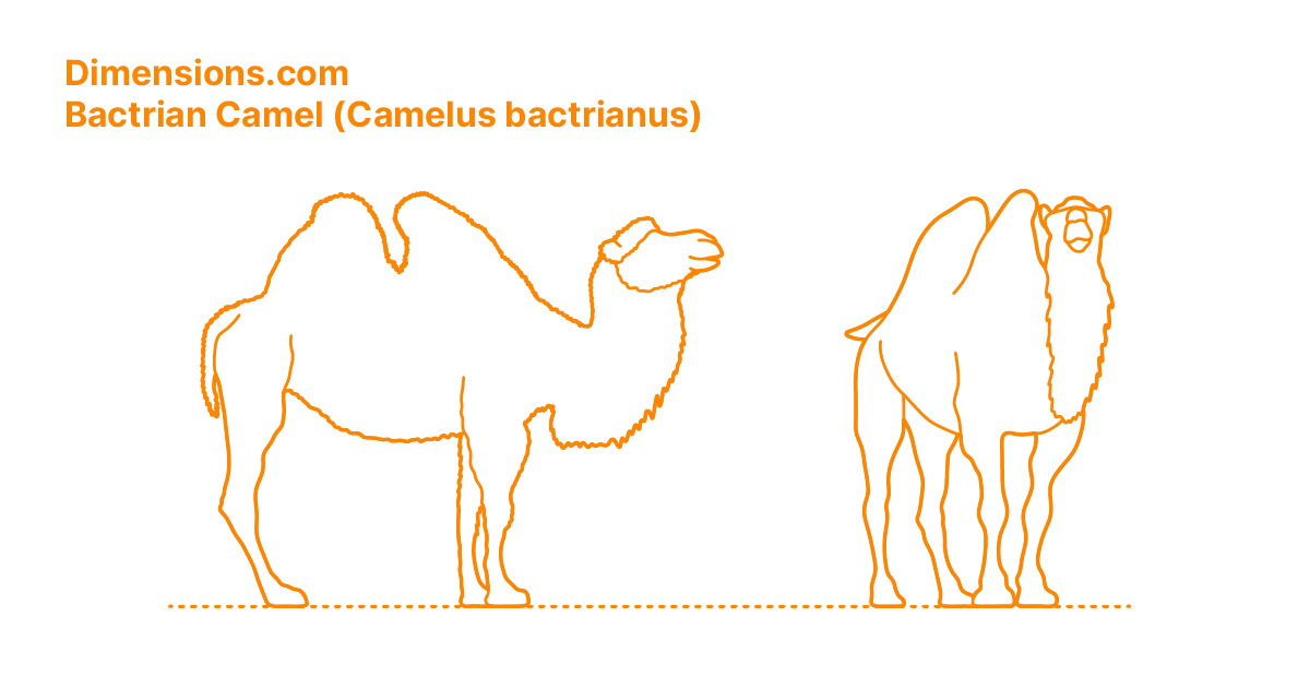 Bactrian Camel (Camelus bactrianus) Dimensions & Drawings | Dimensions.com