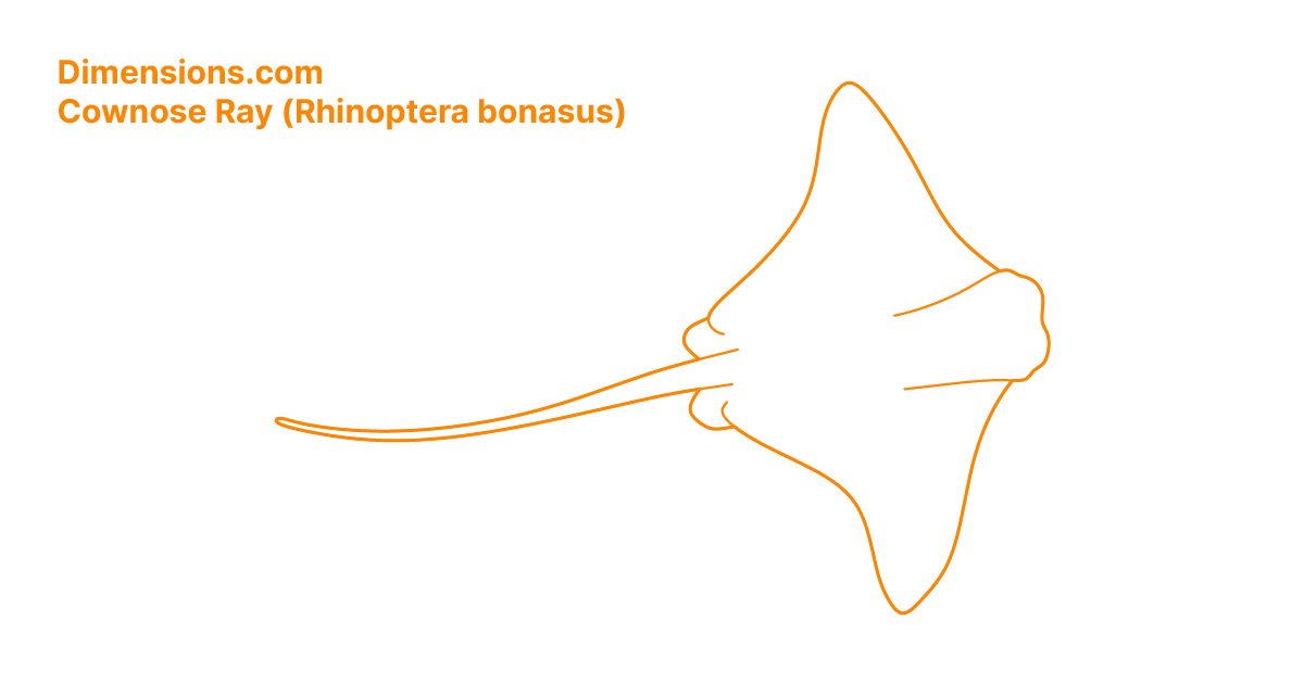 Cownose Ray (Rhinoptera bonasus) Dimensions & Drawings | Dimensions.com