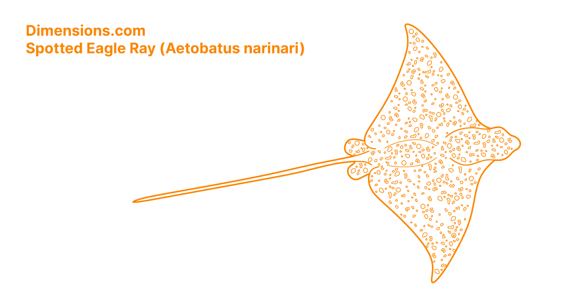 Spotted Eagle Ray (Aetobatus narinari) Dimensions & Drawings ...
