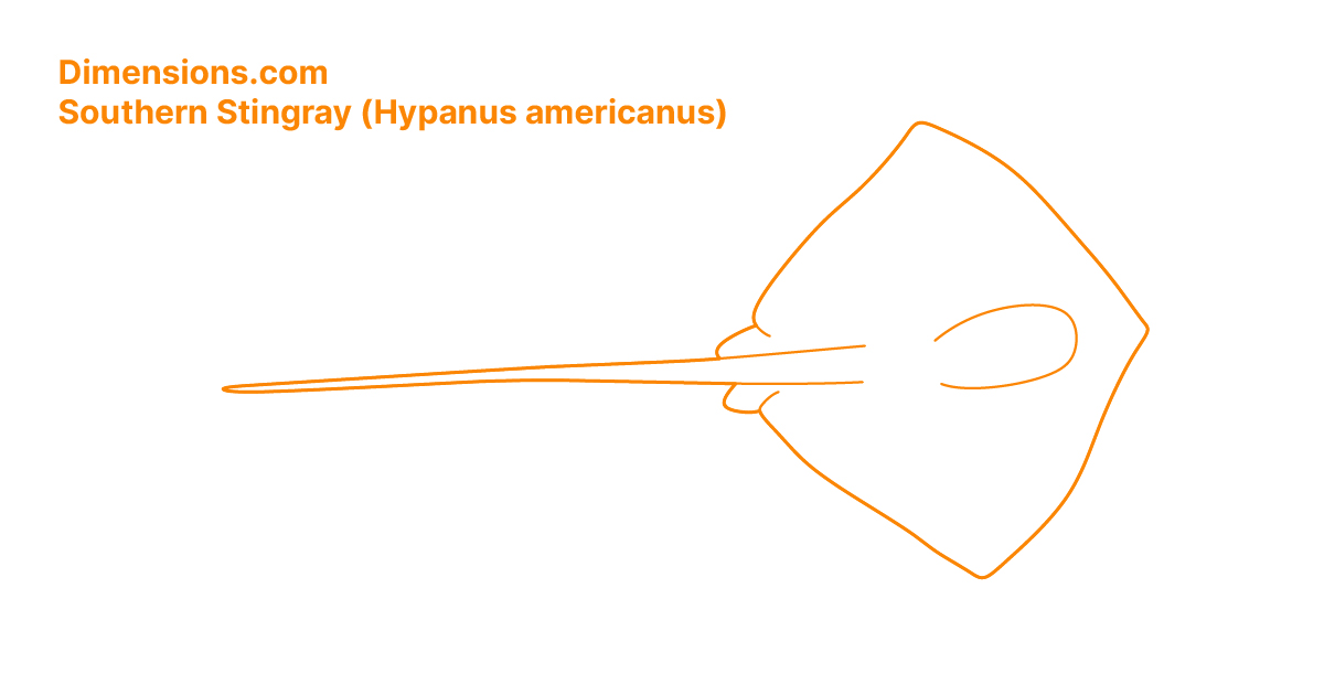 Southern Stingray (Hypanus americanus) Dimensions & Drawings ...