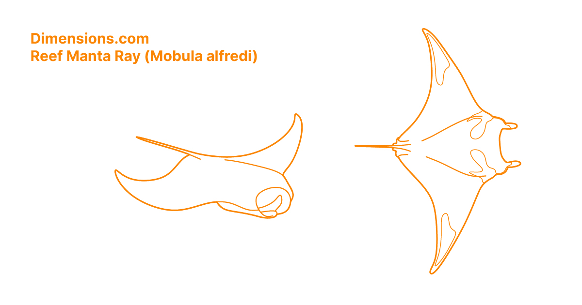 Reef Manta Ray (Mobula alfredi) Dimensions & Drawings | Dimensions.com