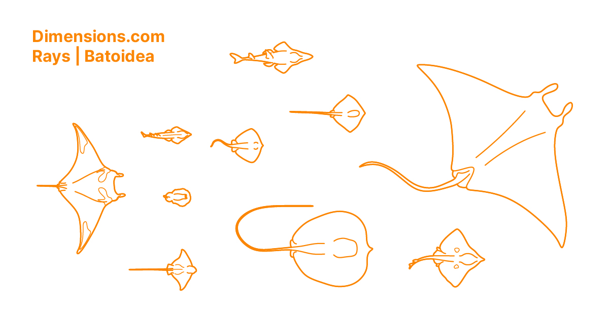 Rays | Batoidea Dimensions & Drawings | Dimensions.com