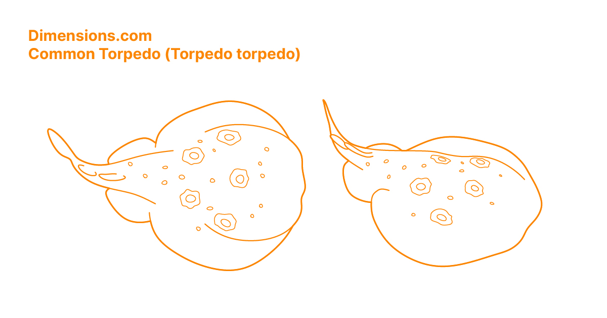 Common Torpedo (Torpedo torpedo) Dimensions & Drawings | Dimensions.com